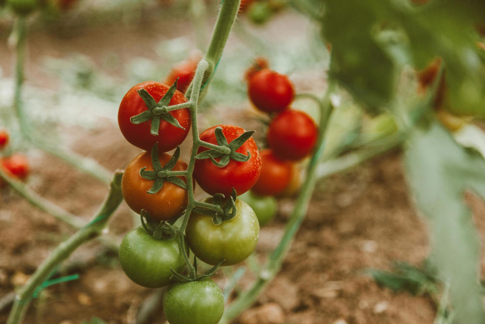 When to Start Tomato Seeds Indoors in Zone 5b: Complete Guide – Panaprium